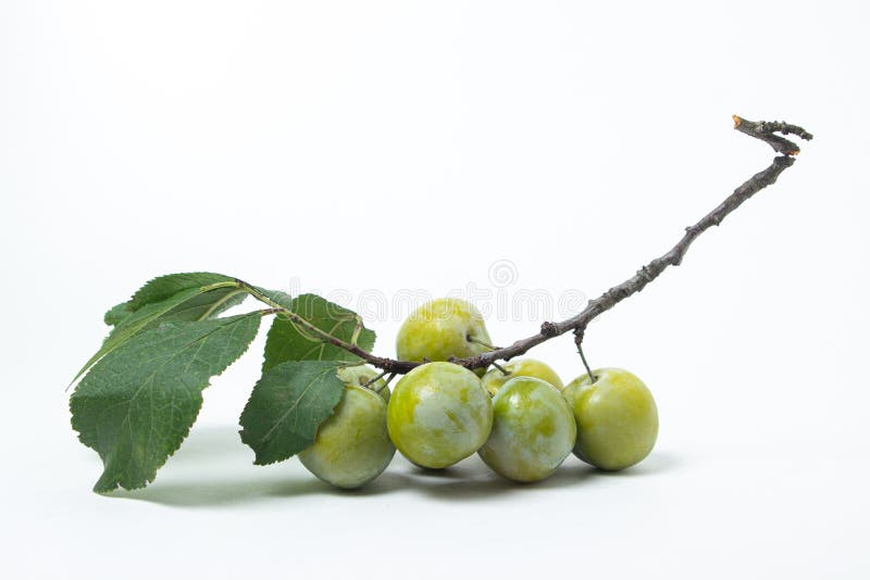 Prune Blanche Sur Fond Blanc. Photo stock - Image du centrale, vert ...