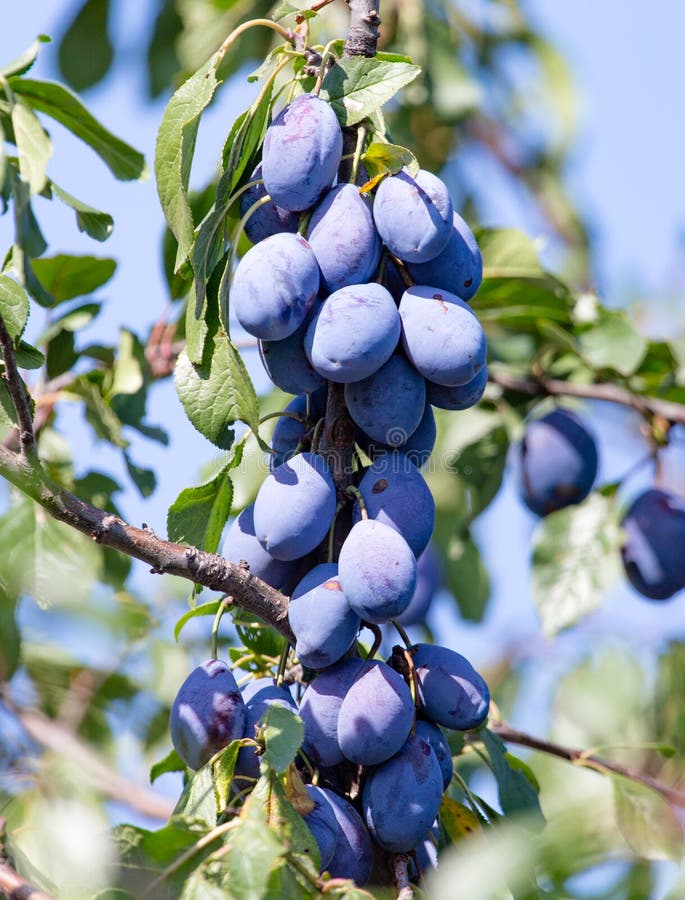Prune Bleue Sur Des Branches D'arbre En Nature Image stock - Image du ...