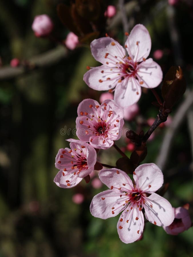 Prune blossom stock image. Image of plum, spring, pistill - 2265199