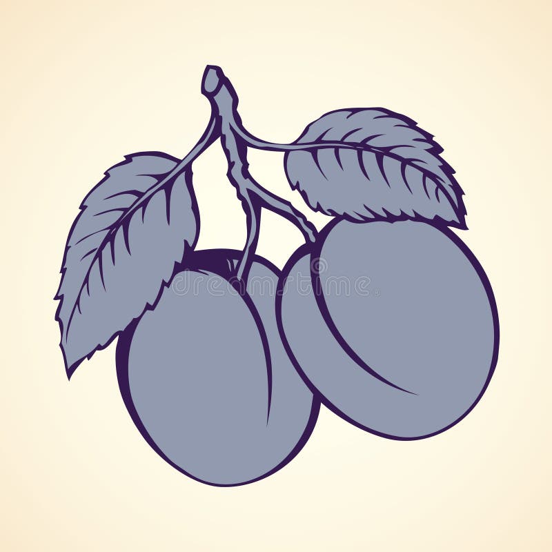 Prune, Illustration De Vecteur Illustration de Vecteur - Illustration ...