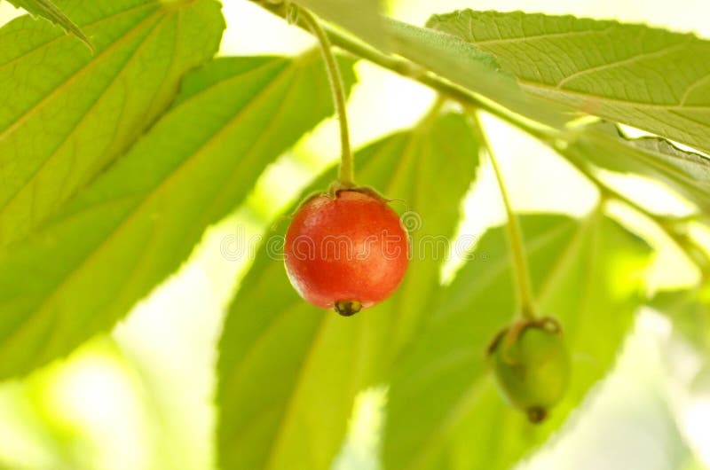 Jangomas De Flacourtia Prune Ndian De Café Image stock - Image du ...