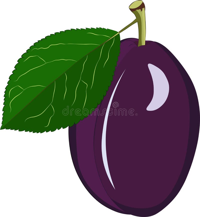 Prune Nature Stock Illustrations – 2,454 Prune Nature Stock ...