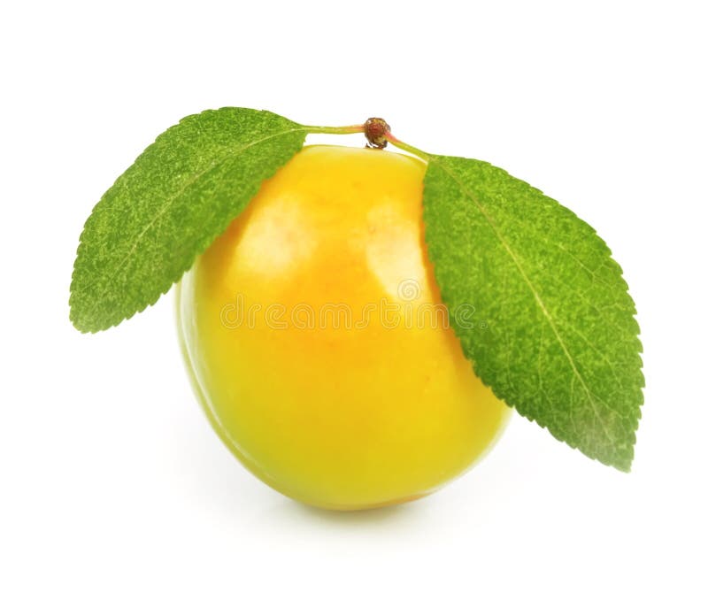 Prune jaune image stock. Image du doux, mûr, nourriture - 32298461