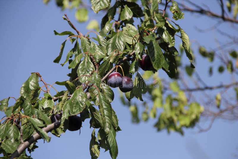 Prune Mûre Sur La Branche D'un Prunier Image stock - Image du automne ...