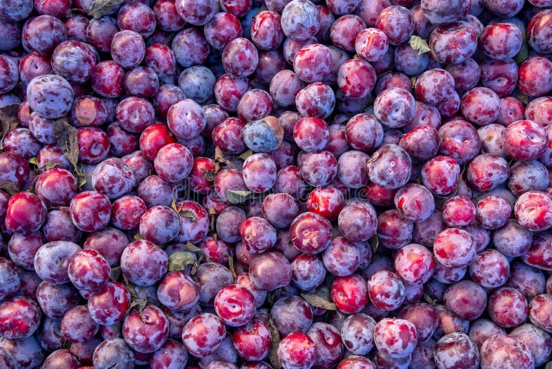 Prune plums stock photo. Image of plant, domestica, plums - 263110718