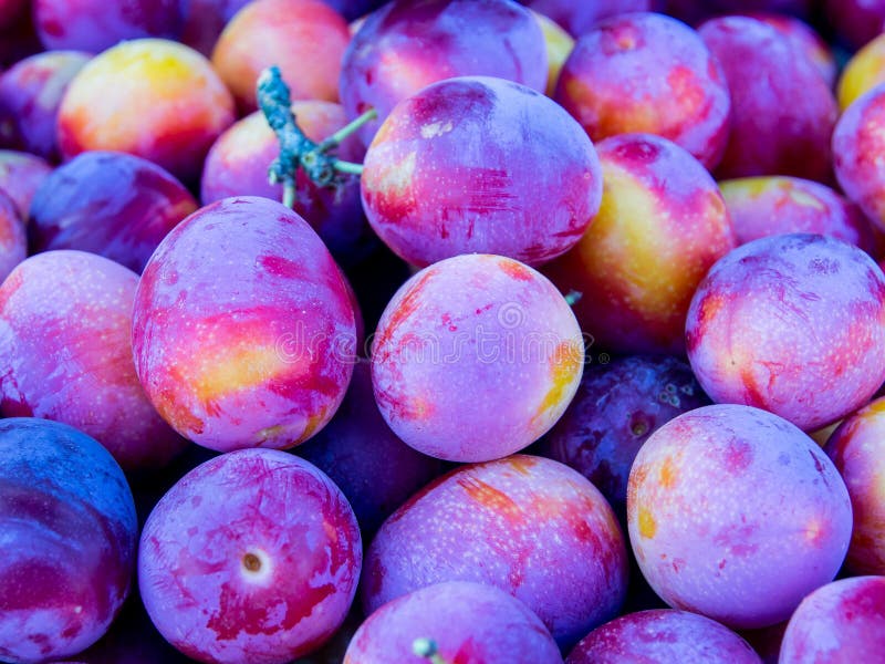 Prune stock image. Image of plum, light, health, sunny - 64993835