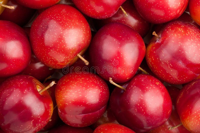 Prune rouge image stock. Image du nourriture, configuration - 57570461