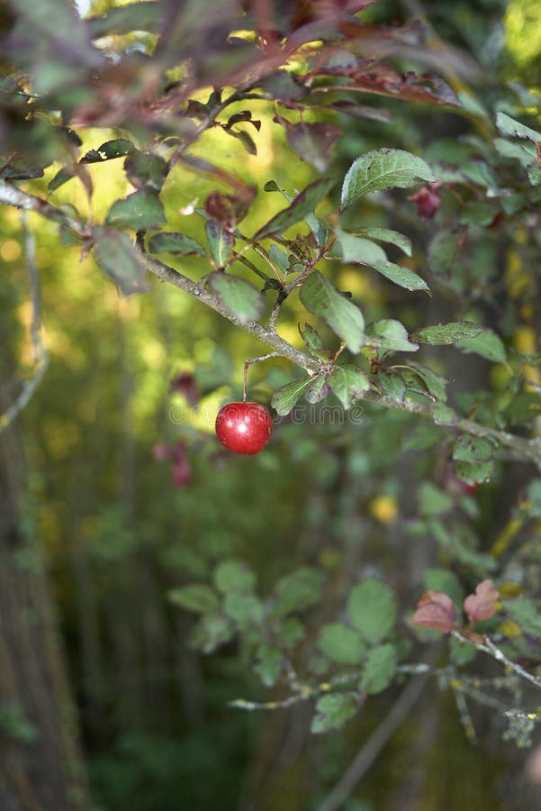 Prune Rouge D'arbre De Nigra De Cerasifera De Prunus Image stock ...