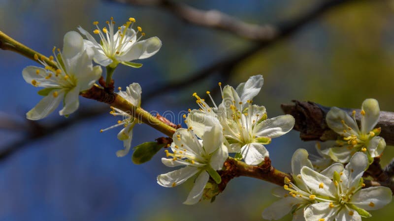 Prune tree blossom stock photo. Image of tree, petals - 145026332