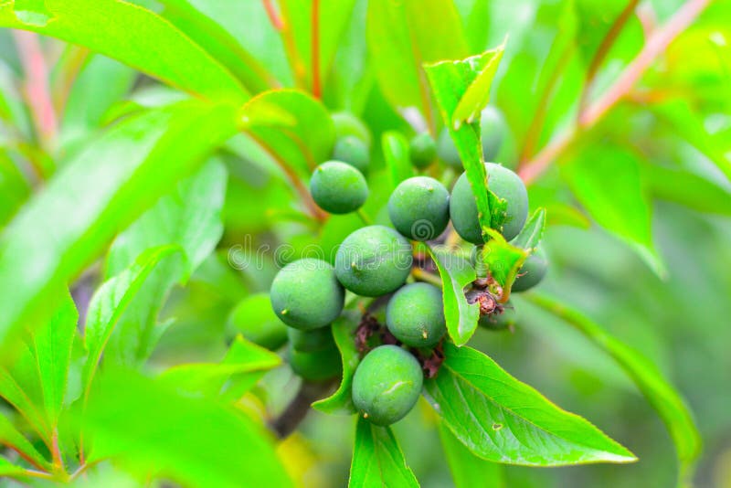 Prune verte photo stock. Image of frais, groupe, vert - 33856210