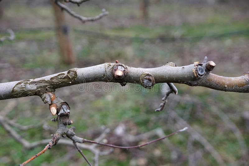 Pruned Apple Twig in January Stock Photo - Image of plant, light: 268022542