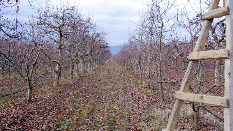 Pruned Apple Orchard in Winter Stock Image - Image of cold, agriculture ...