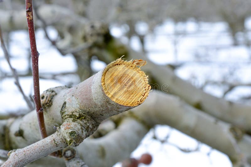 Pruned Apple Tree in Winter Stock Photo - Image of twig, winter: 138360326