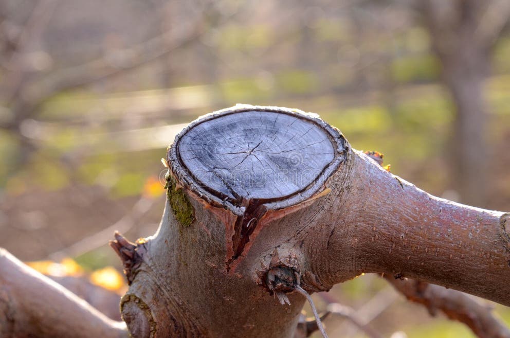 Pruned Apple Twigs in Spring Stock Image - Image of texture, apple ...
