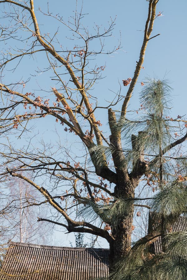 Forming a Crown of Branches for an Oak Tree. Stock Photo - Image of ...