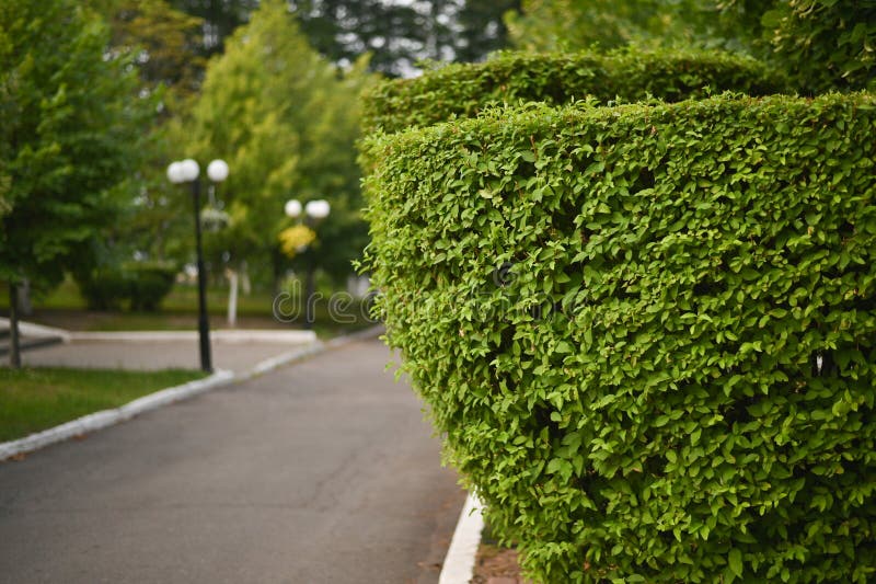 Walking Path and Manicured Bushes Stock Image - Image of green ...