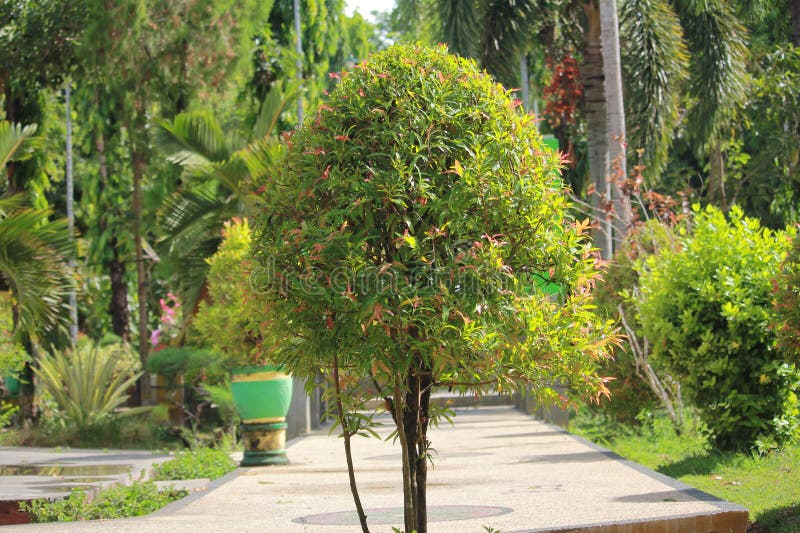 Pruned Decorative Tree in a Lush Green Urban Park Walkway Stock Image ...