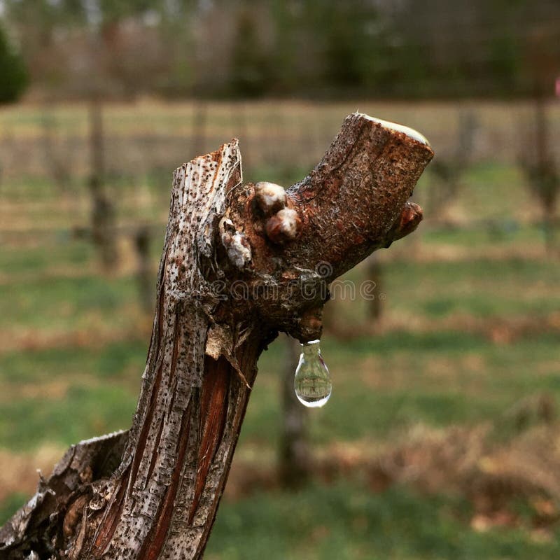 A Pruned Grapevine Drips Water after Being Cut. Stock Photo - Image of ...