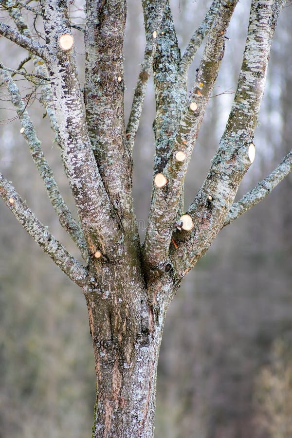 Pruned Linden Tree in Spring Stock Photo - Image of flora, outdoor ...