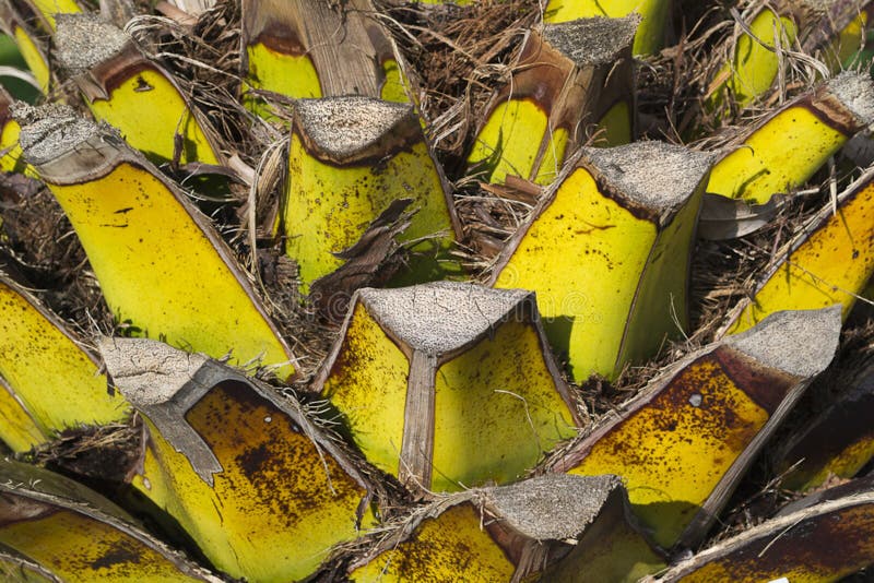 Pruned palm tree tunk stock photo. Image of tree, nature - 87856564