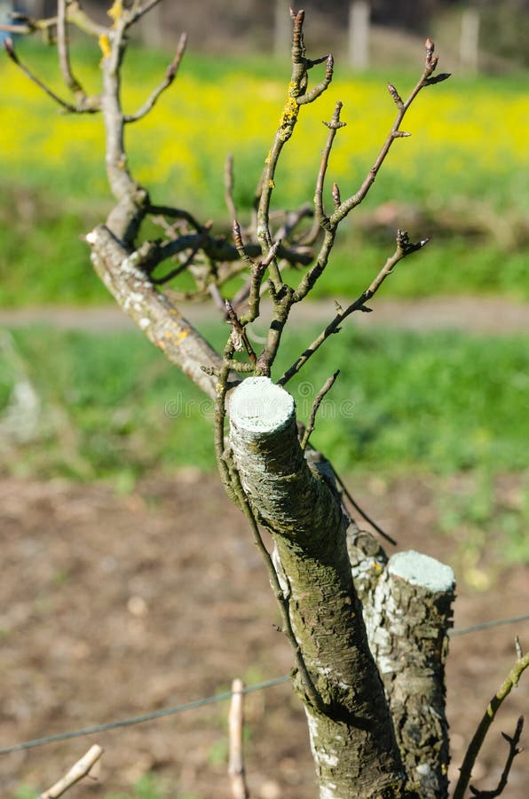 Pruned Pear Tree Branch with Antifungal Paste. Agriculture Stock Image ...