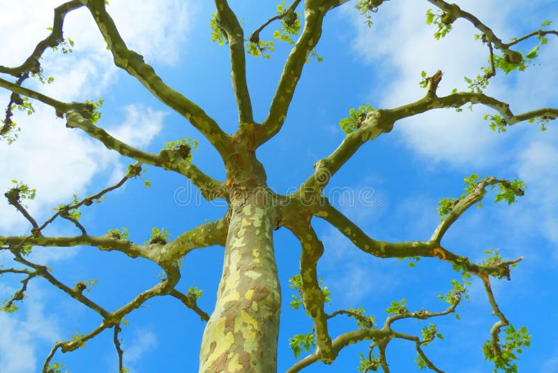 Pruned platan tree stock photo. Image of platan, blue - 143013986