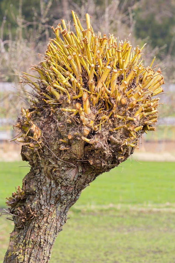 Pollard willow stock image. Image of landscape, willows - 83182765