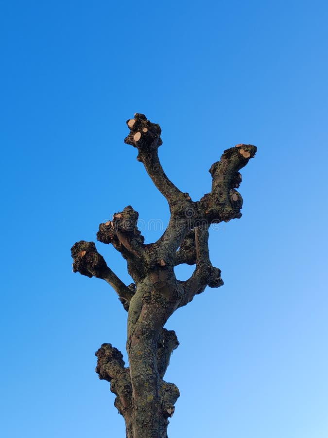 Pruned Pollarded Tree Plane Urban Stock Photo - Image of tree ...
