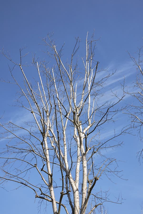 Pruned Populus alba trees stock photo. Image of close - 203897426