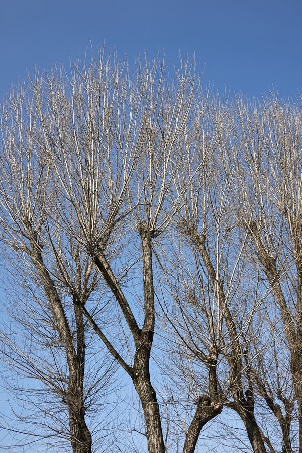 Pruned Populus Canescens Tree Stock Photo - Image of deciduous ...
