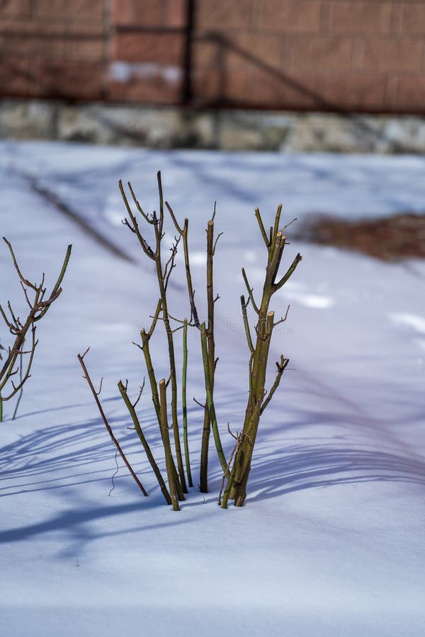 Pruned Rose Bush Grows in a Layer of White Sparkling Snow in Winter ...