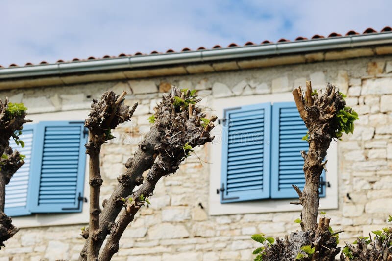 Pruned Tree Branches in Front of a Rustic Stone House Stock Image ...