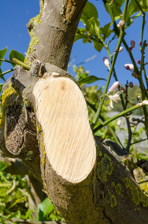 Pruned tree stock image. Image of tree, fruit, cultivate - 71387817
