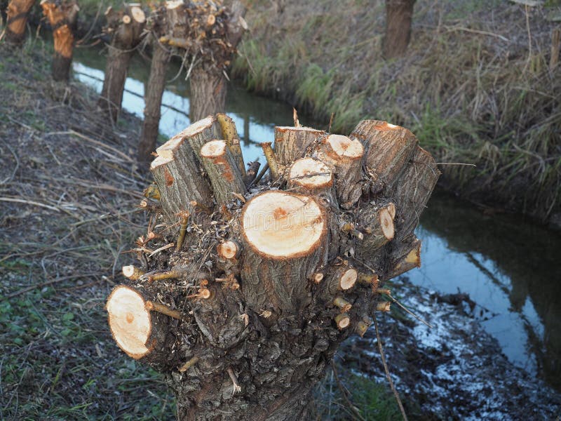 Pruned tree by a ditch stock image. Image of gardening - 355774111