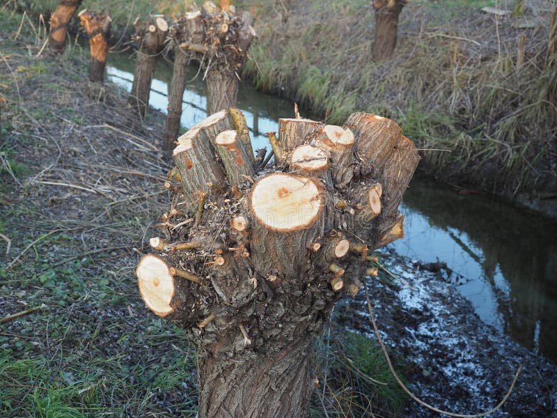 Pruned tree by a ditch stock image. Image of pruned - 358176157