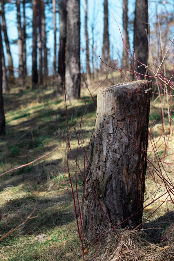 116 Stop Cutting Trees Stock Photos - Free & Royalty-Free Stock Photos ...