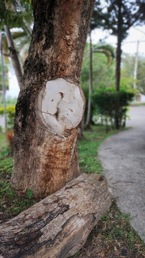 Pruned Tree and Its Trunk on the Ground Stock Photo - Image of natural ...