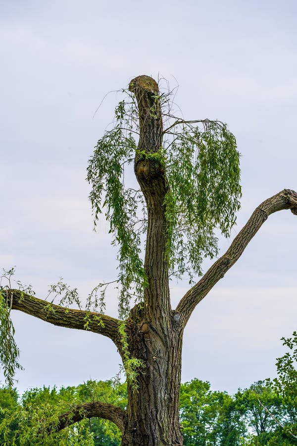 Pruned Tree with New Green Branches Stock Photo - Image of pruned ...