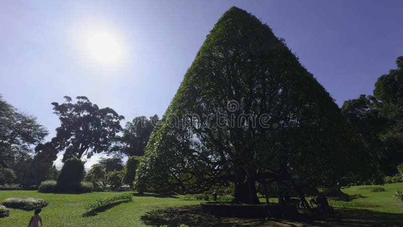 Pruned Tree in Park. Action. Shape of Tree in Well-kept City Park on ...