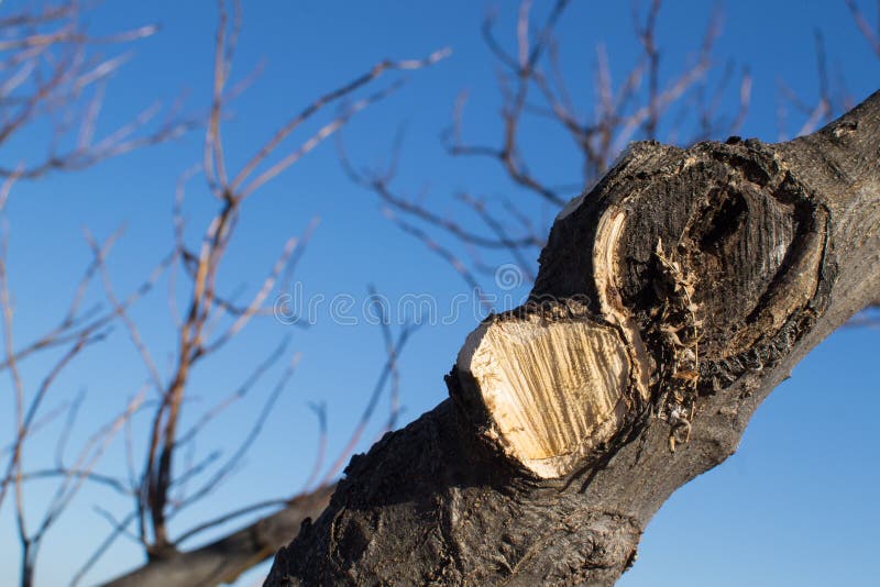 Pruned tree trunk stock image. Image of grow, fruit - 144507367