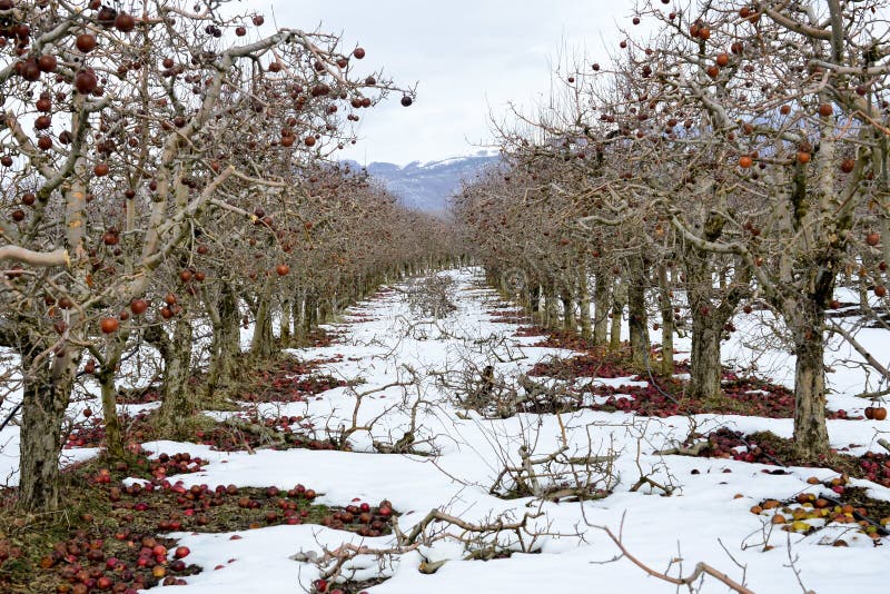 Pruned Trees of an Apple Orchard in Winter Stock Image - Image of ...