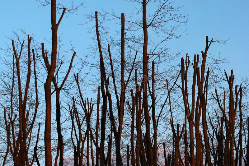 Pruned Trees, Sawn Off Tree Tops in a Park at Wintertime Stock Image ...
