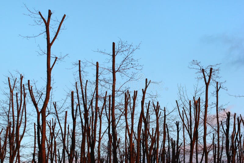 Pruned Trees, Sawn Off Tree Tops in a Park at Wintertime Stock Photo ...