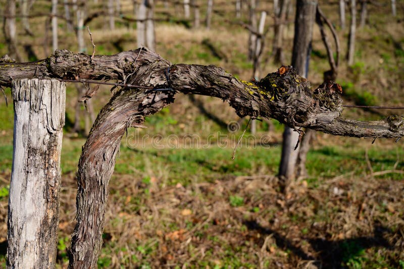 Pruned Vines in Early Spring in Vineyard Stock Photo - Image of village ...