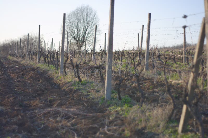 Pruned Vineyard in Early Spring Stock Photo - Image of tree, pruned ...