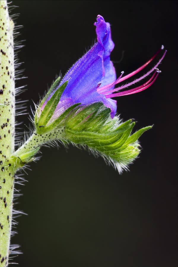 Flor (labiada) imagen de archivo. Imagen de estambre - 11521423