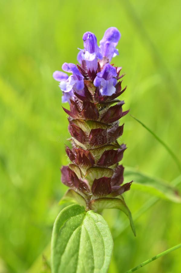 Prunella grandiflora stock photo. Image of botany, flower - 59935818