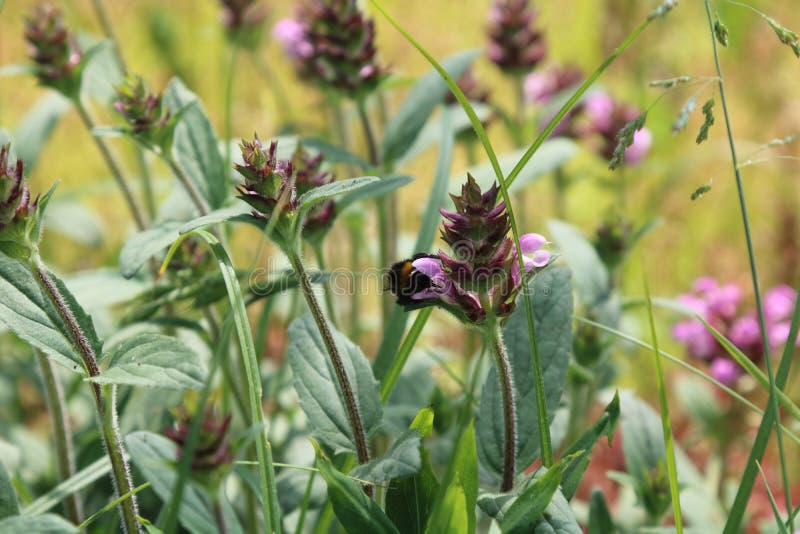 Prunella grandiflora stock photo. Image of blue, grandiflora - 95501998