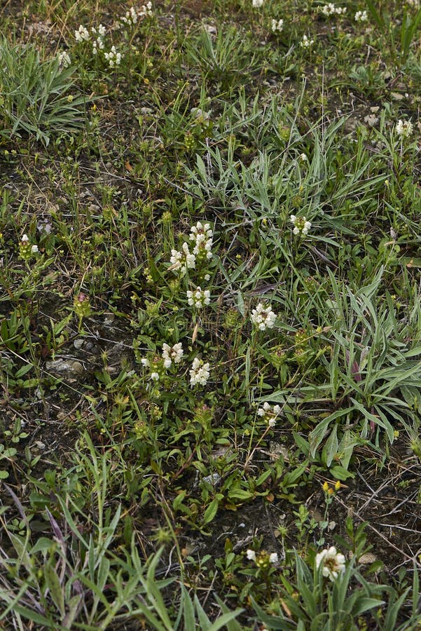 Prunella Laciniata in Bloom Stock Photo - Image of antiseptic ...