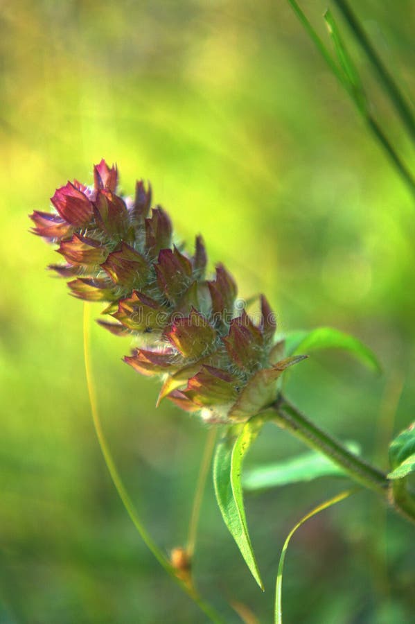 Prunella stock image. Image of beautiful, stem, green - 50466433